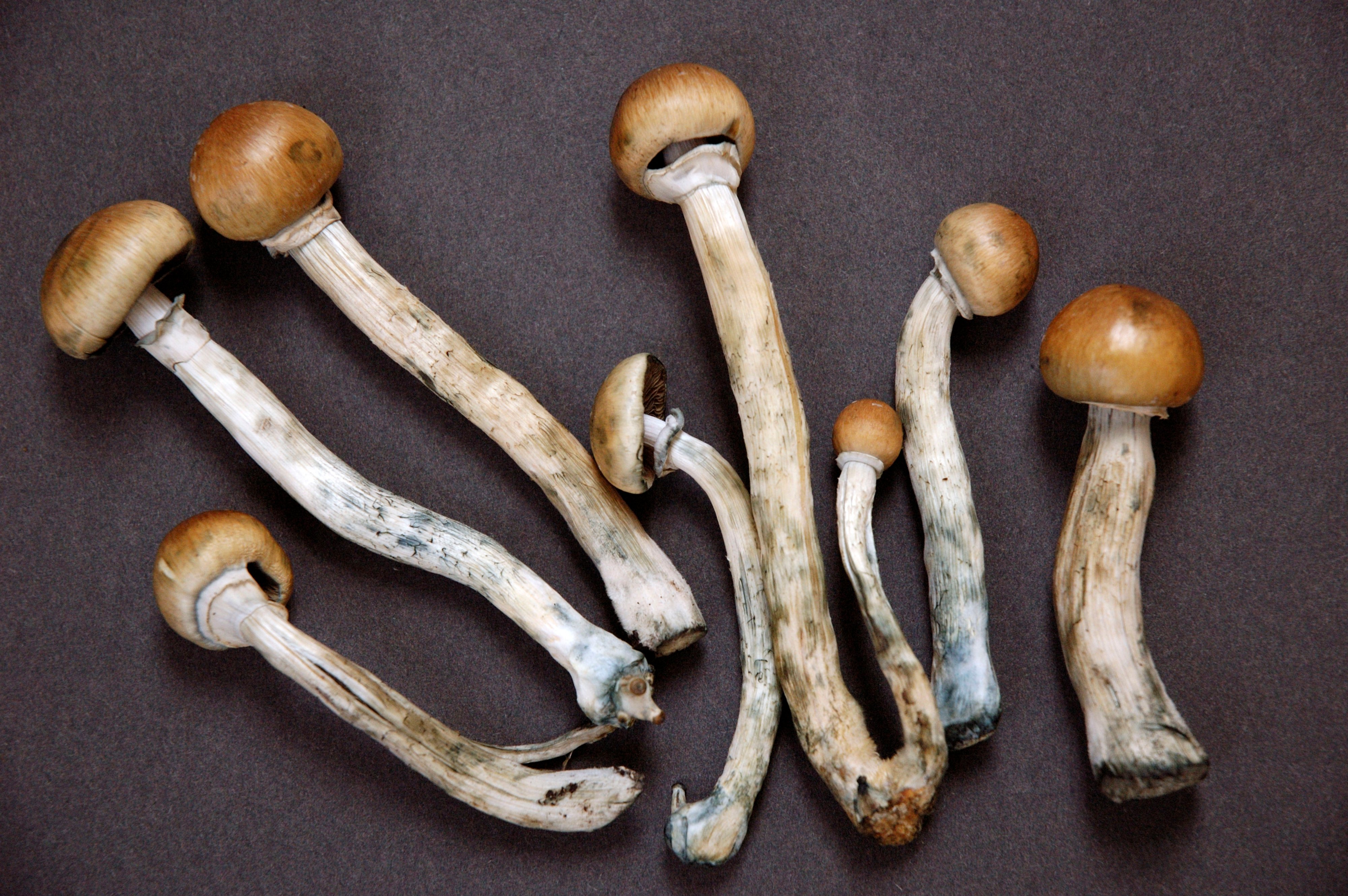 Magic Rave Mushrooms Can Cure Depressed People - Only Techno